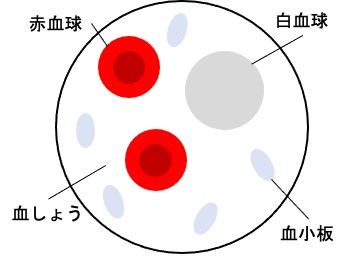 生物基礎：体液（血液・組織液・リンパ液） | オンライン無料塾「ターンナップ」